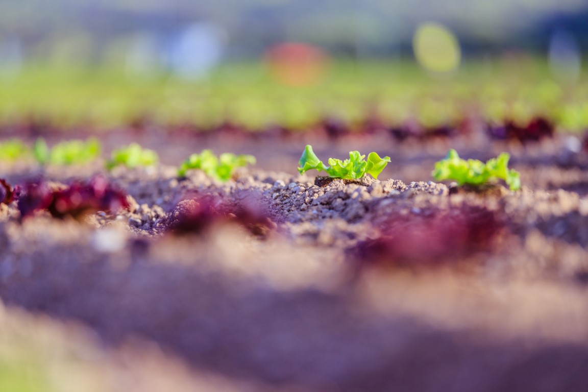 Sprejeta Resolucija »Naša hrana, podeželje in naravni viri od leta 2021 ...